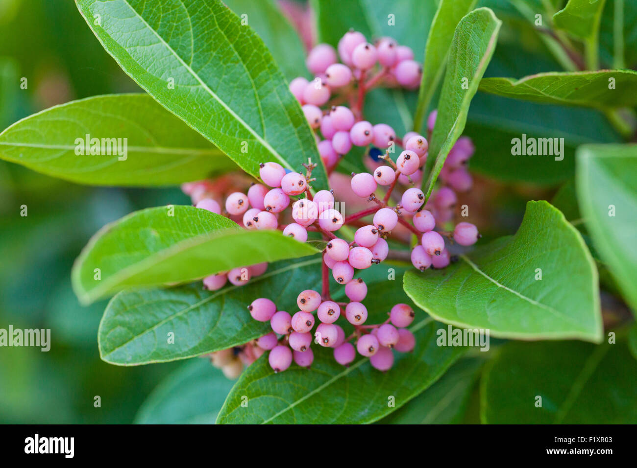 Possumhaw berries (Viburnum nudum) - USA Stock Photo - Alamy