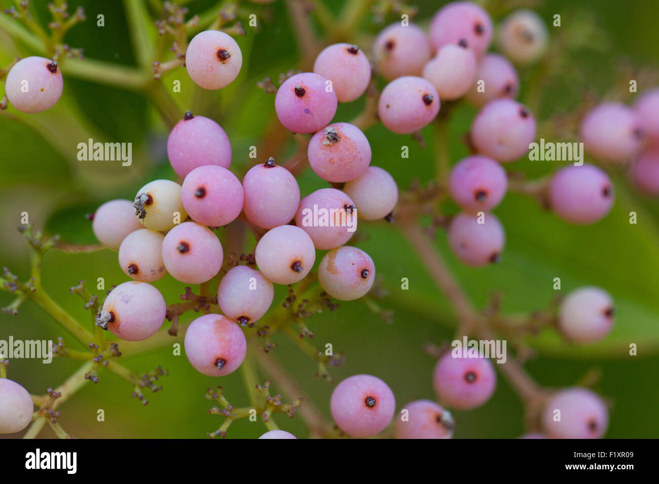 Possumhaw berries (Viburnum nudum) - USA Stock Photo - Alamy