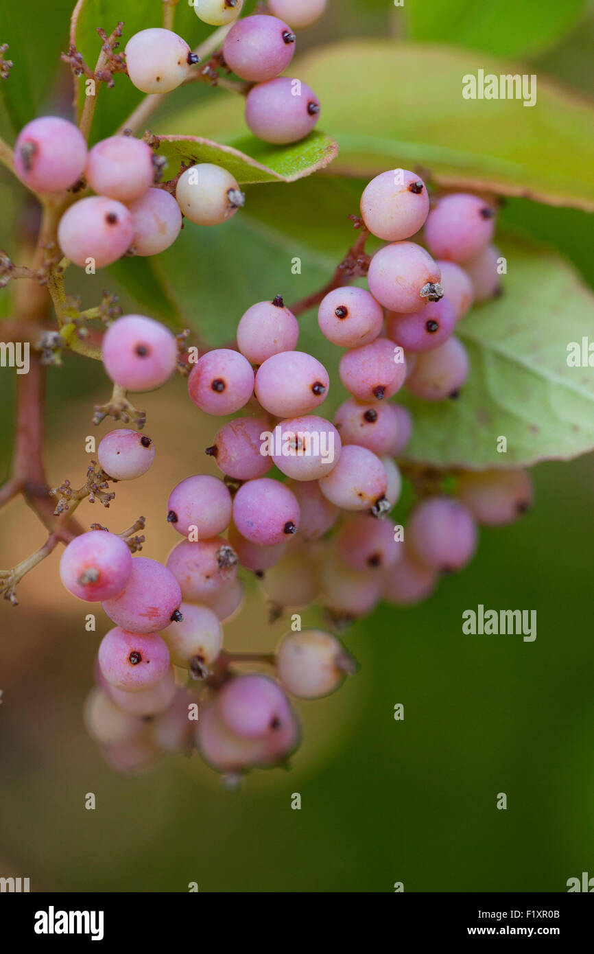 Possumhaw berries (Viburnum nudum) - USA Stock Photo - Alamy
