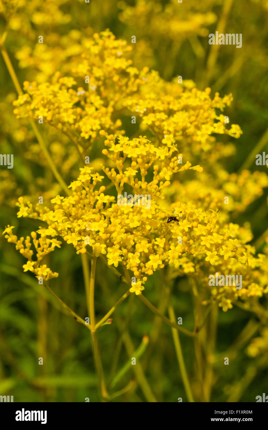 Patrinia scabiosifolia flowers hi-res stock photography and images - Alamy