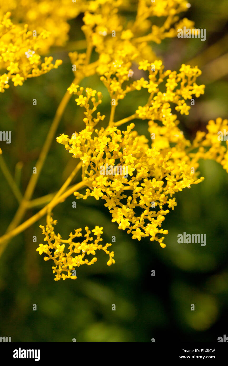 Patrinia scabiosifolia flowers Stock Photo - Alamy