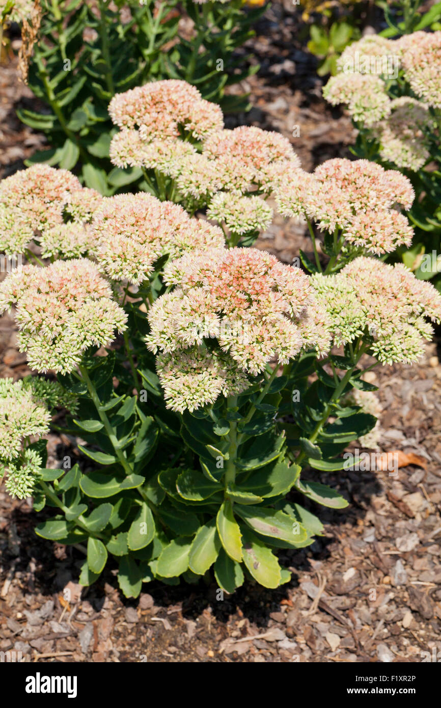 Stonecrops hi-res stock photography and images - Alamy