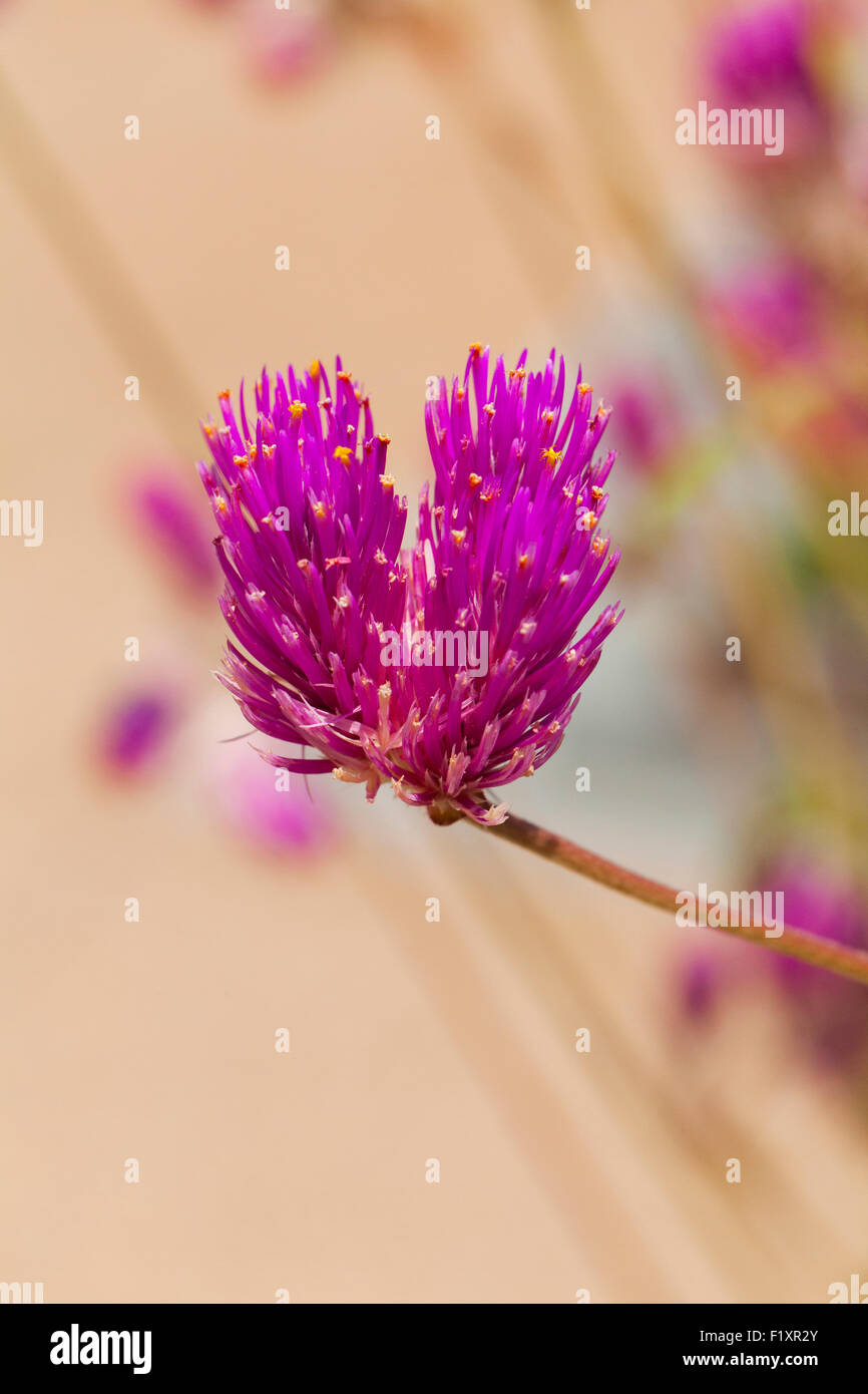 Globe amaranth flower (Gomphrena globosa) - USA Stock Photo - Alamy