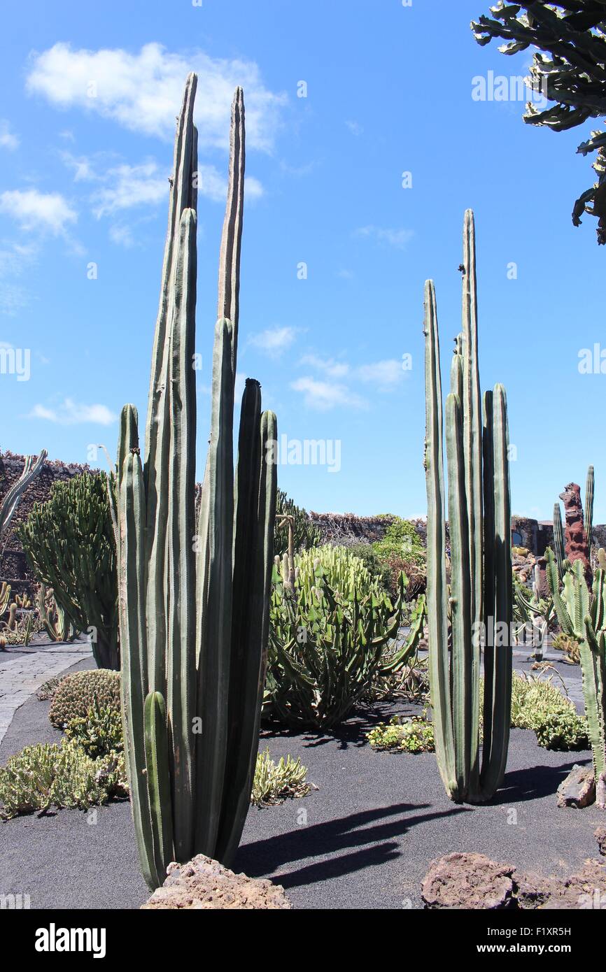 Tall straight cacti Stock Photo - Alamy