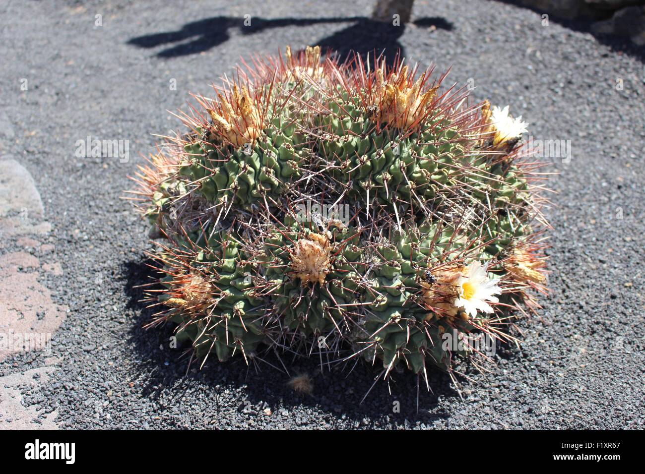 Small flowering cactus Stock Photo - Alamy