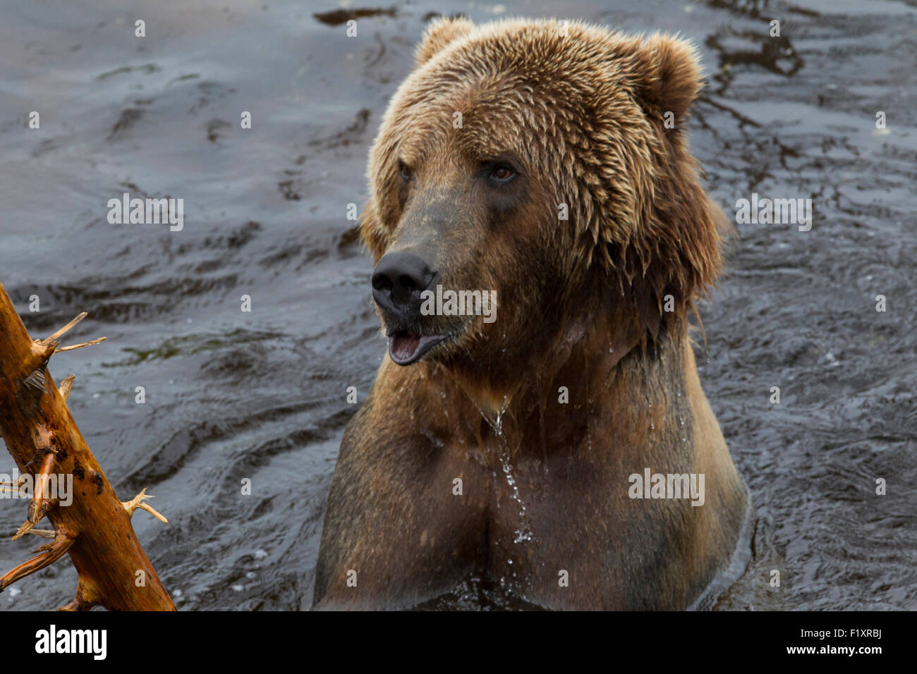 A large Kodiak Bear bathes in a Swedish zoo Stock Photo - Alamy