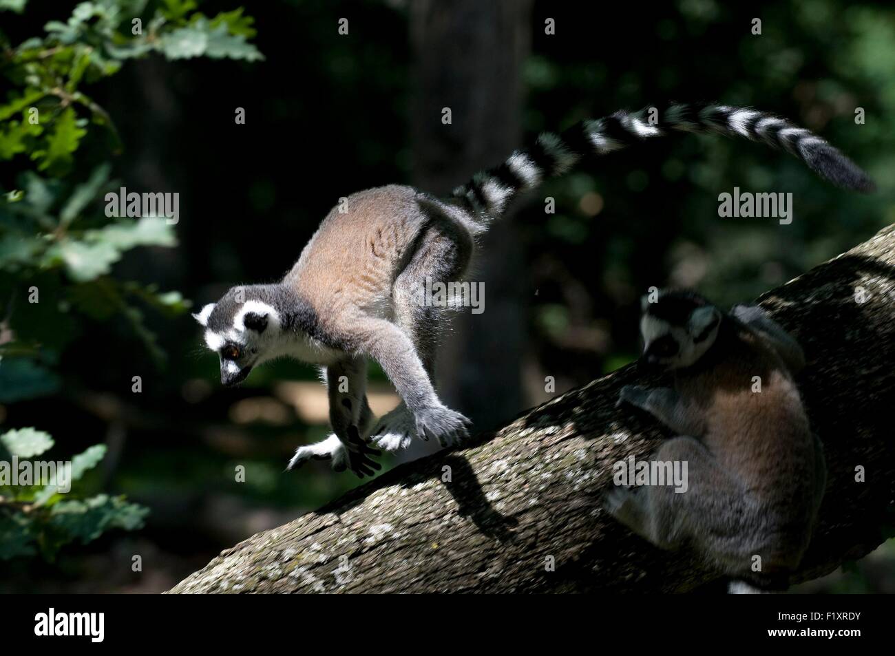 Jumping lemur hi-res stock photography and images - Alamy
