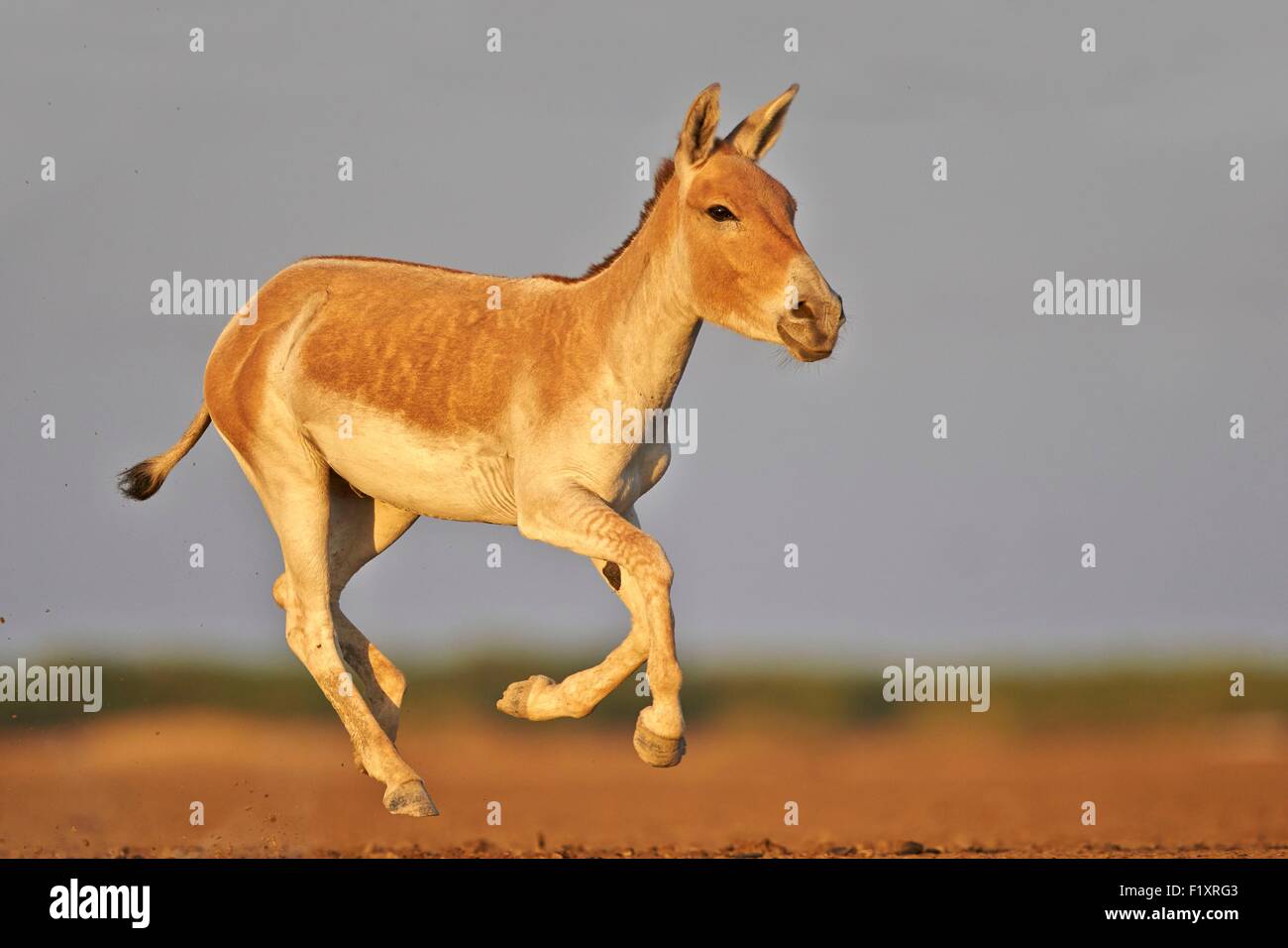 India, Gujarat state, Little Rann of Kutch, Wild Ass Sanctuary, Indian ...