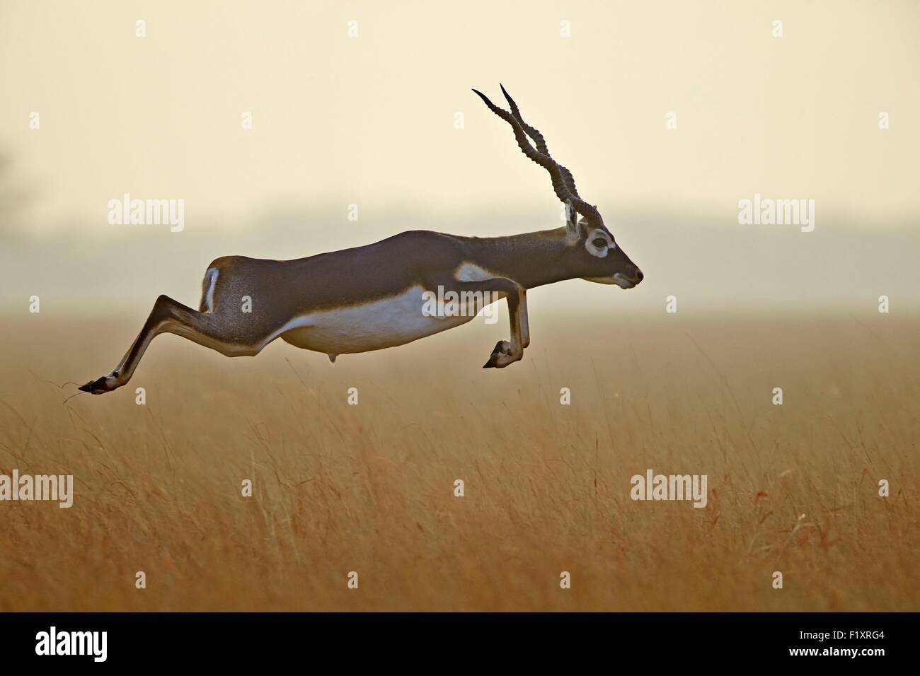 India, Gujarat state, Blackbuck national park, Blackbuck (Antilope ...