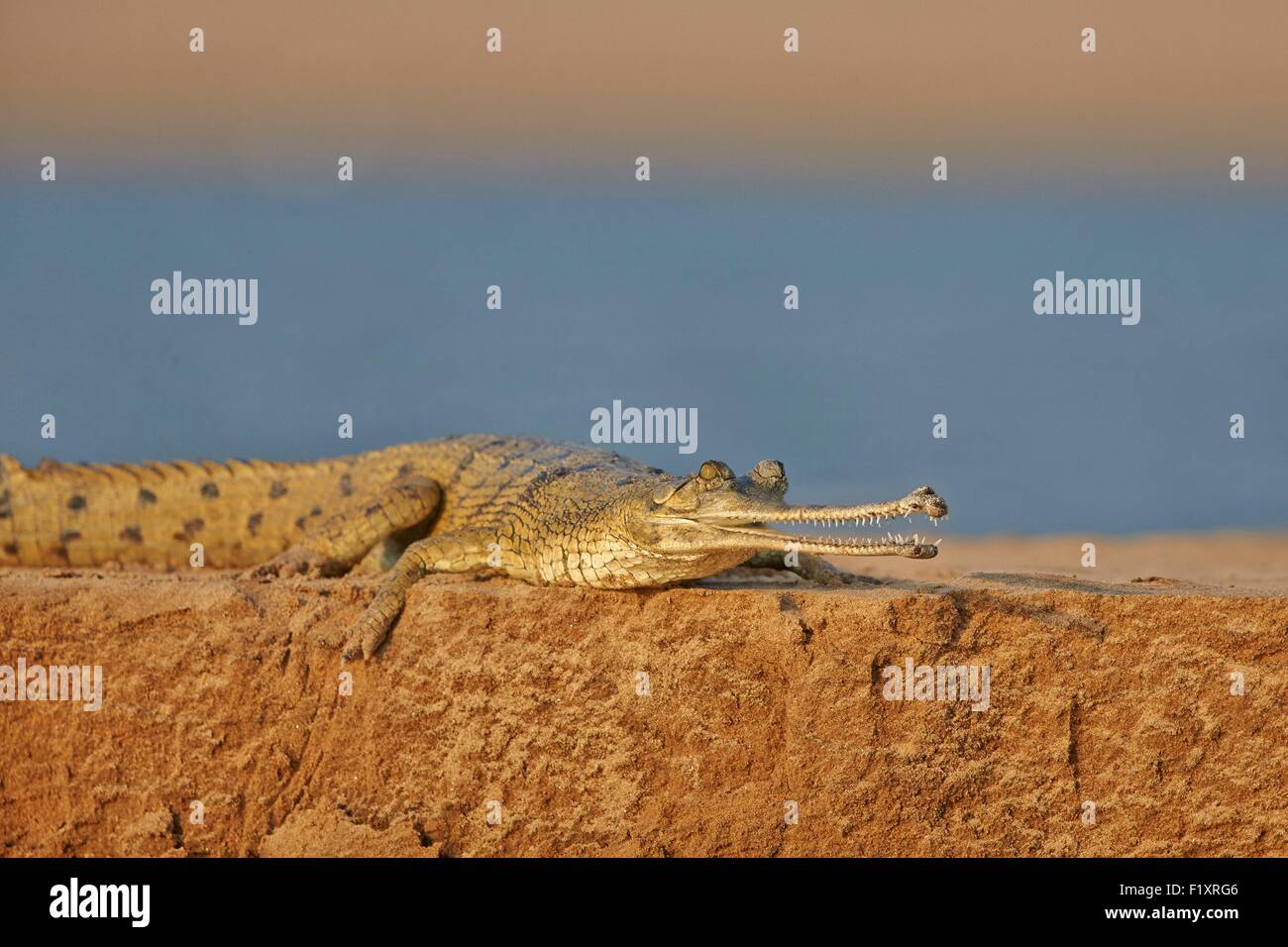 India, Uttar Pradesh state, Chambal river, Gharial (Gavialis gangeticus ...