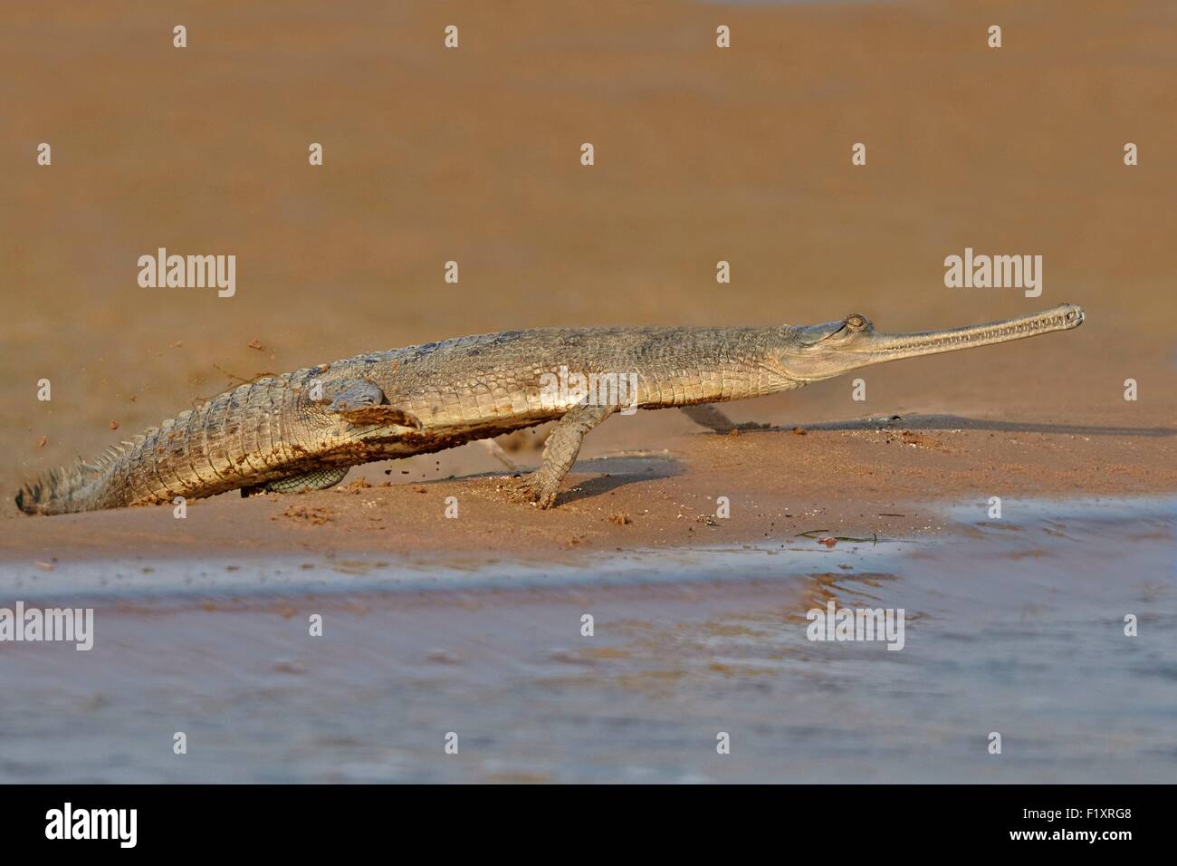 India, Uttar Pradesh state, Chambal river, Gharial (Gavialis gangeticus ...