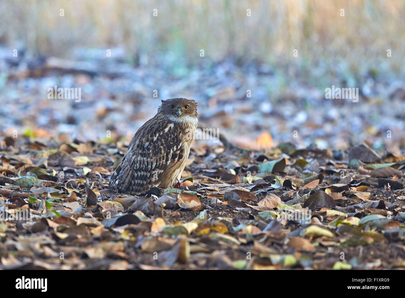 India, Rajasthan state, Ranthambore National Park, Brown fish owl (Bubo ...