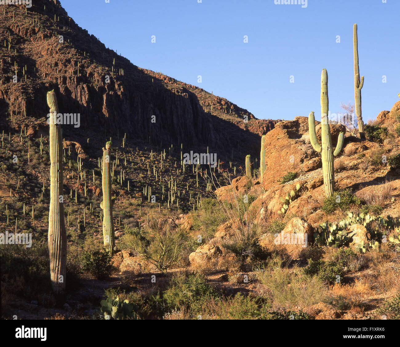 Tuscan arizona hi-res stock photography and images - Alamy