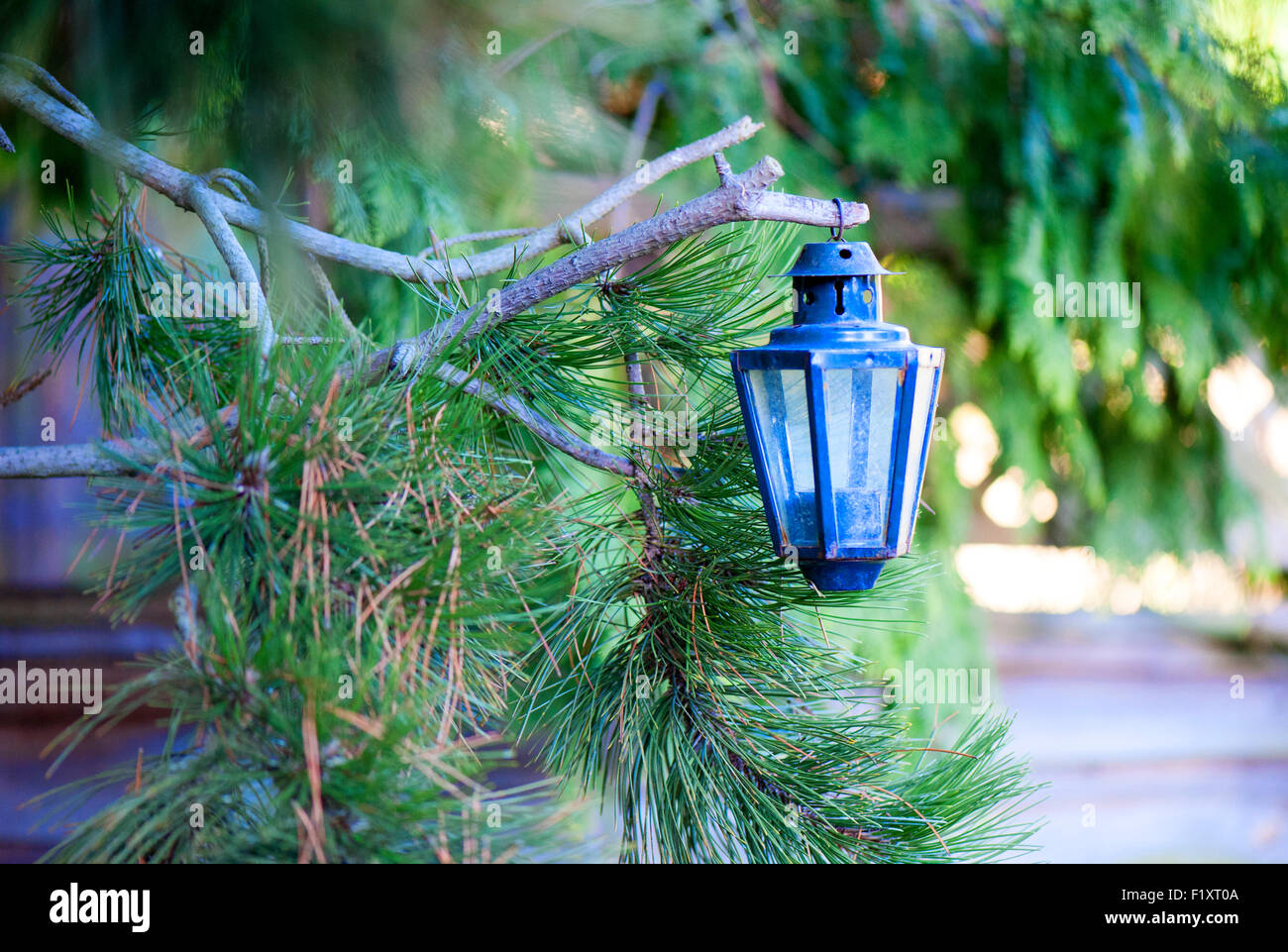 Lantern hanging in a fir tree Stock Photo - Alamy