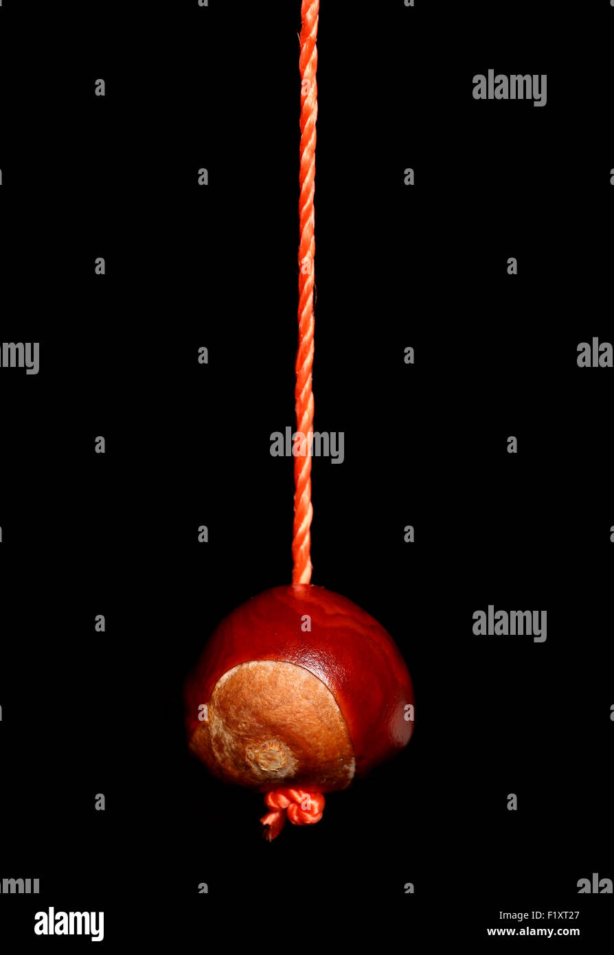 Conker on a orange string with black background Stock Photo - Alamy