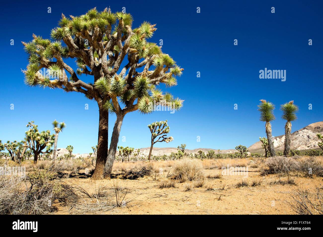United States, California, Joshua Tree National Park, Mojave desert ...