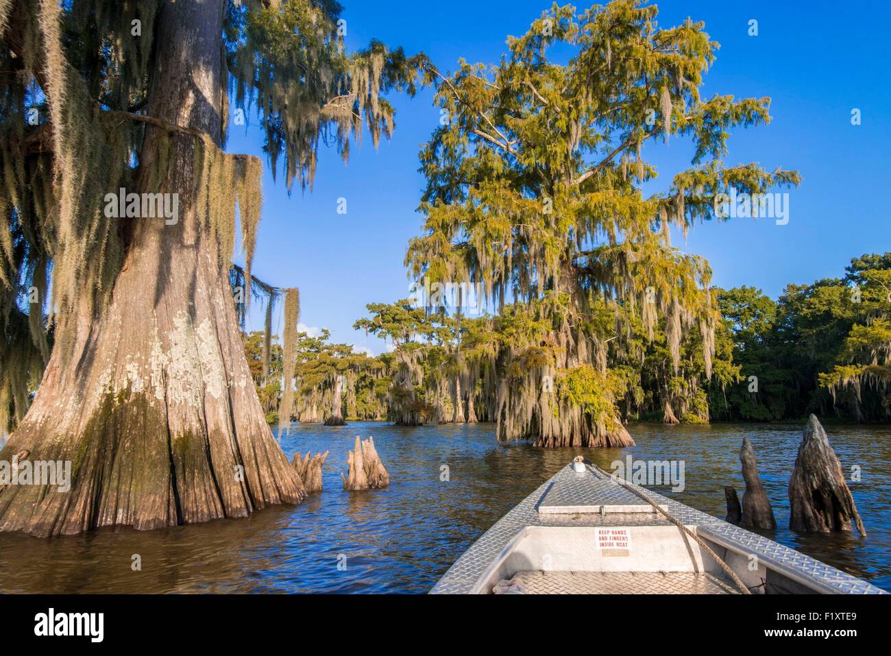 United States, Louisiana, Spanish moss (Tillandsia usneoides) on ...