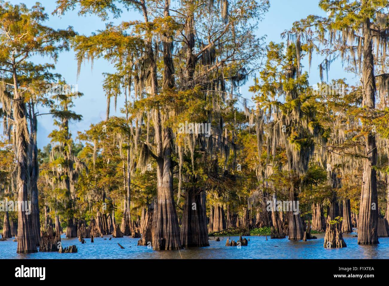 United States, Louisiana, Spanish moss (Tillandsia usneoides) on ...
