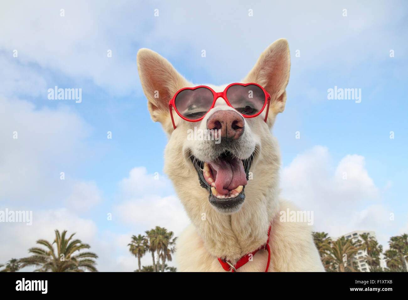 Dog wearing sunglasses hi-res stock photography and images - Alamy Dog wearing sunglasses hi-res stock photography and images - Alamy