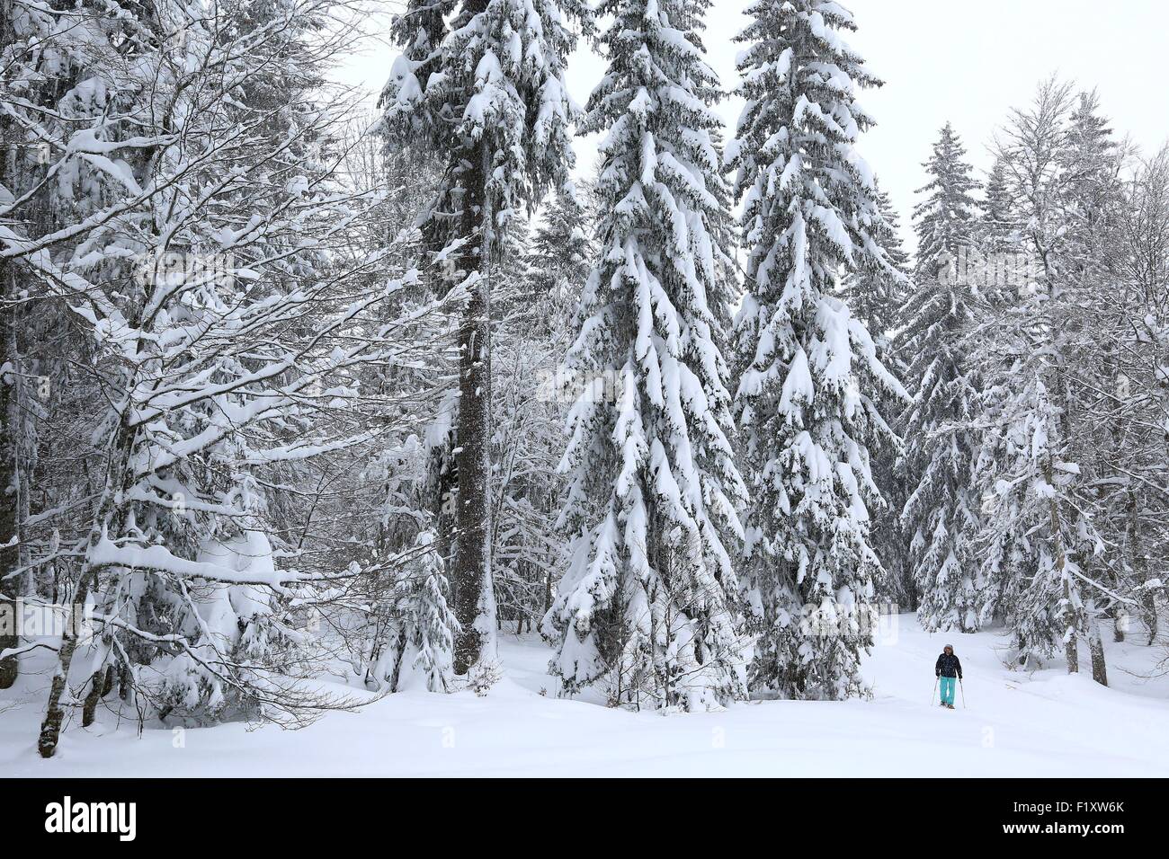 France, Ain, Pays de Gex, Gex, Plateau de La Vattay, snowshoeing Stock ...