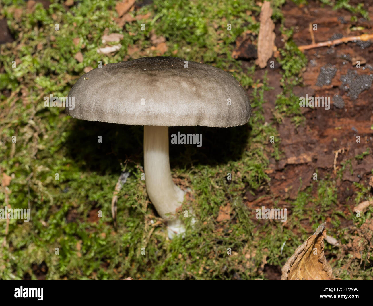 Deer fungus hi-res stock photography and images - Alamy