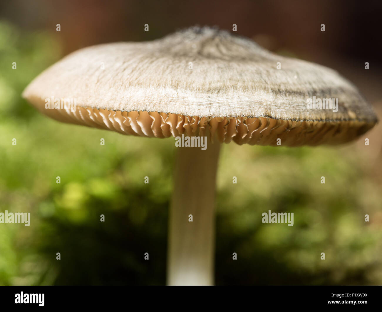 Deer fungus hi-res stock photography and images - Alamy