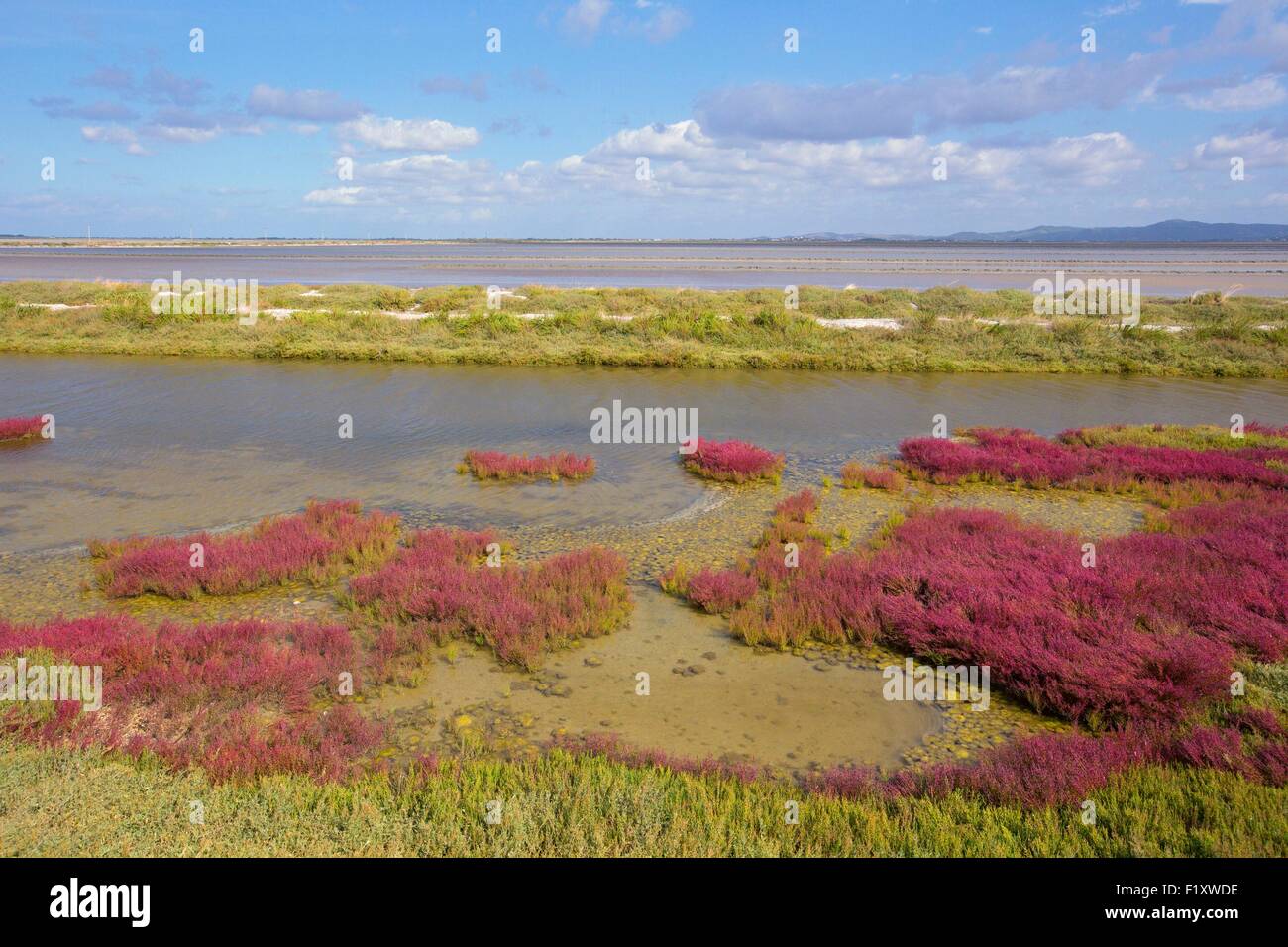 Albania, Lagoon Nartes, Salicornes Stock Photo - Alamy