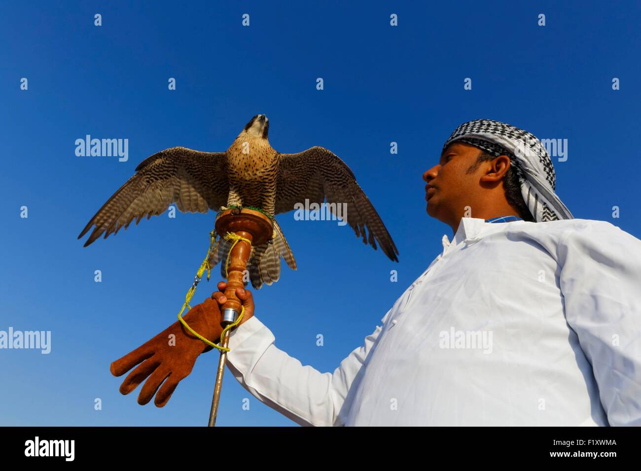 United Arab Emirates, Dubai, desert, falconer Stock Photo - Alamy