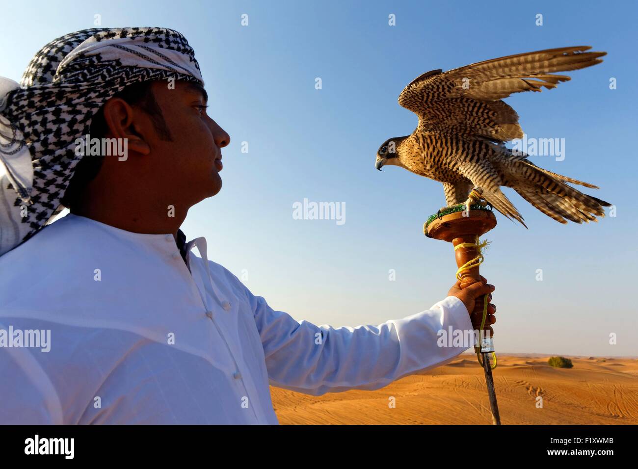 Falconer and desert hi-res stock photography and images - Alamy