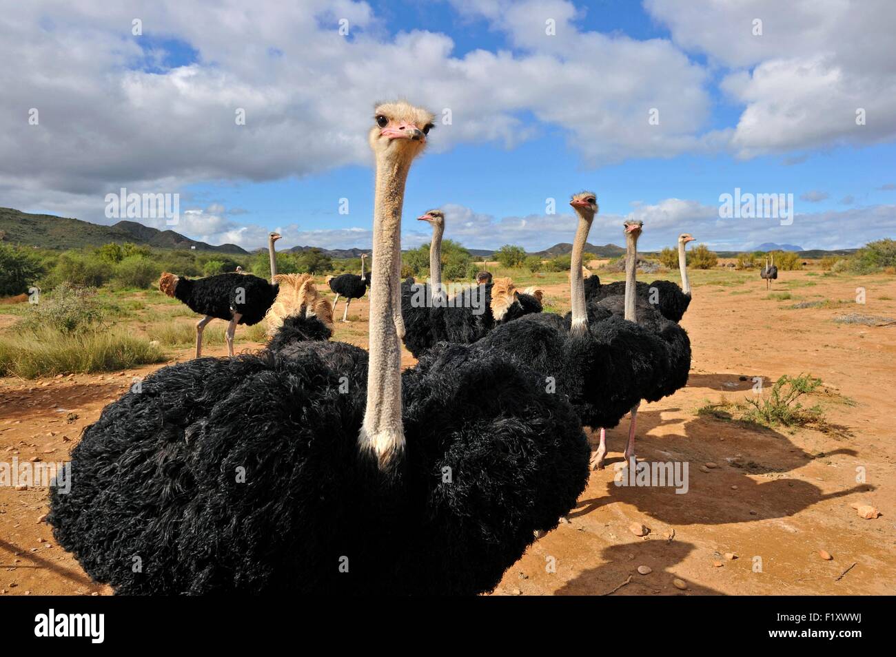 South Africa, Western Cape, Little Karoo, Ostrich farm near Oudtshoorn ...