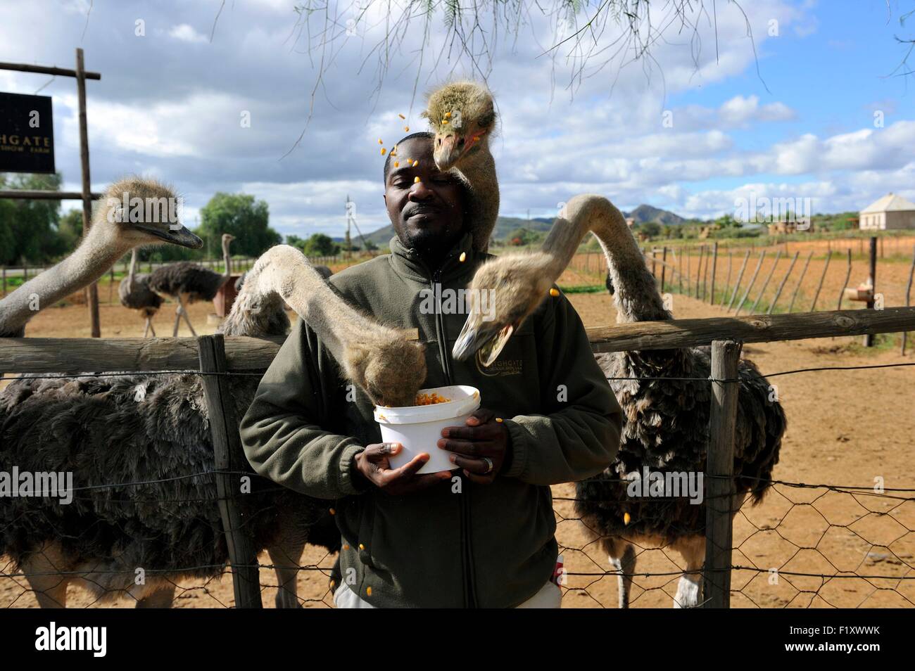 South Africa, Western Cape, Little Karoo, Highgate Ostrich farm near ...