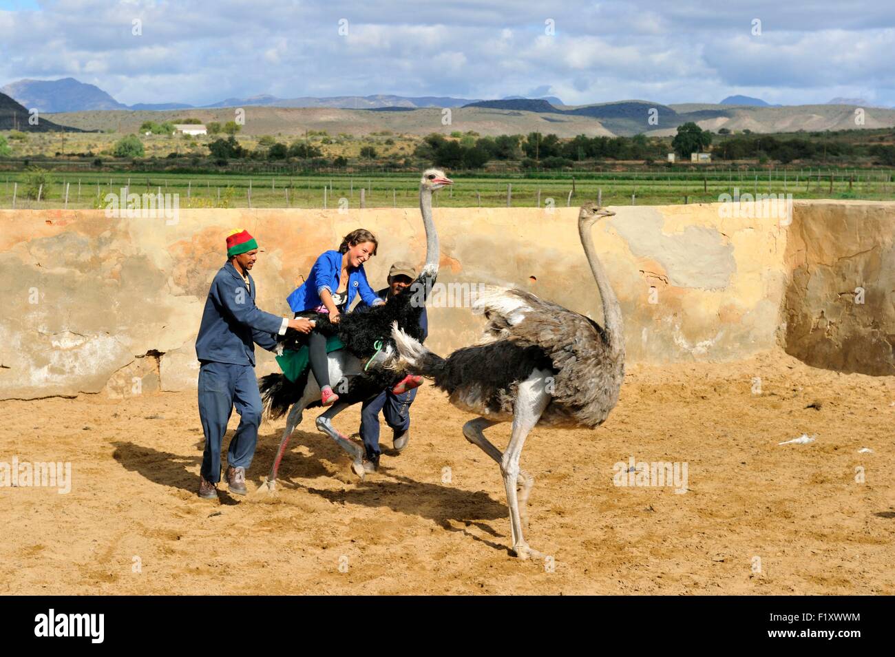 South Africa, Western Cape, Little Karoo, Highgate Ostrich farm near ...