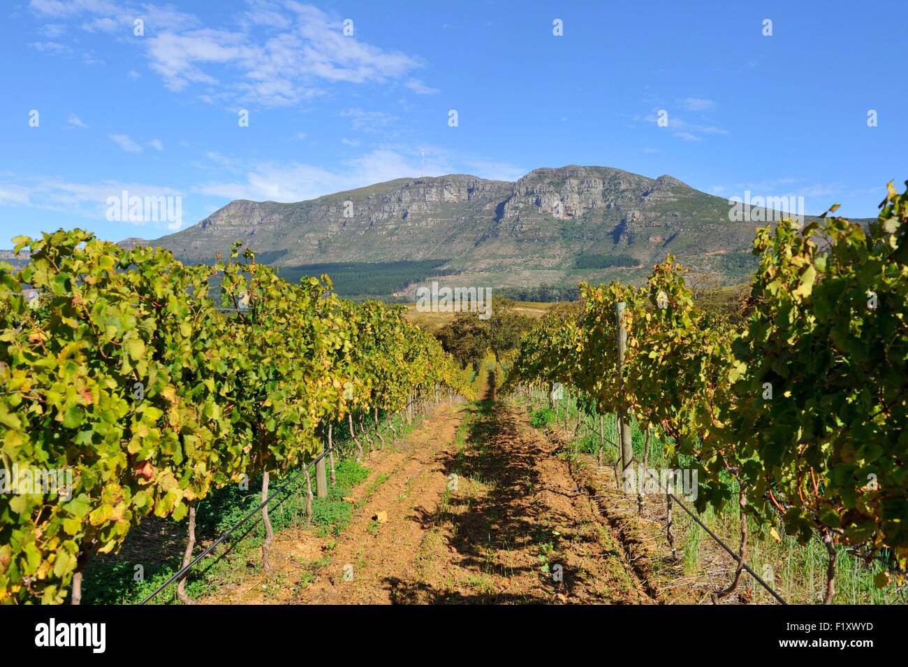 South Africa, Western Cape, Cape Town, Constantia, Groot Constantia ...