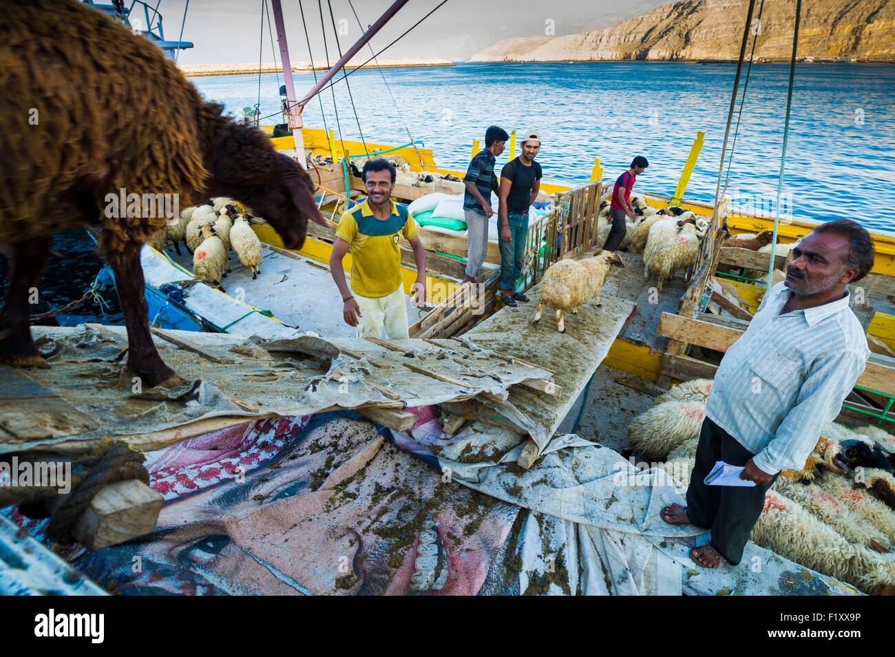 Oman, Ormuz Strait, Khasab, Musandam, the port, embarking sheep towards ...