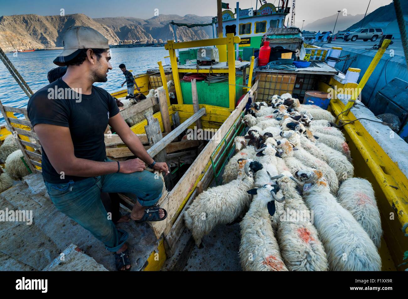 Sheep oman hi-res stock photography and images - Alamy