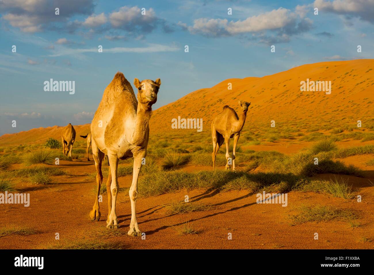 Bidiyah desert hi-res stock photography and images - Alamy