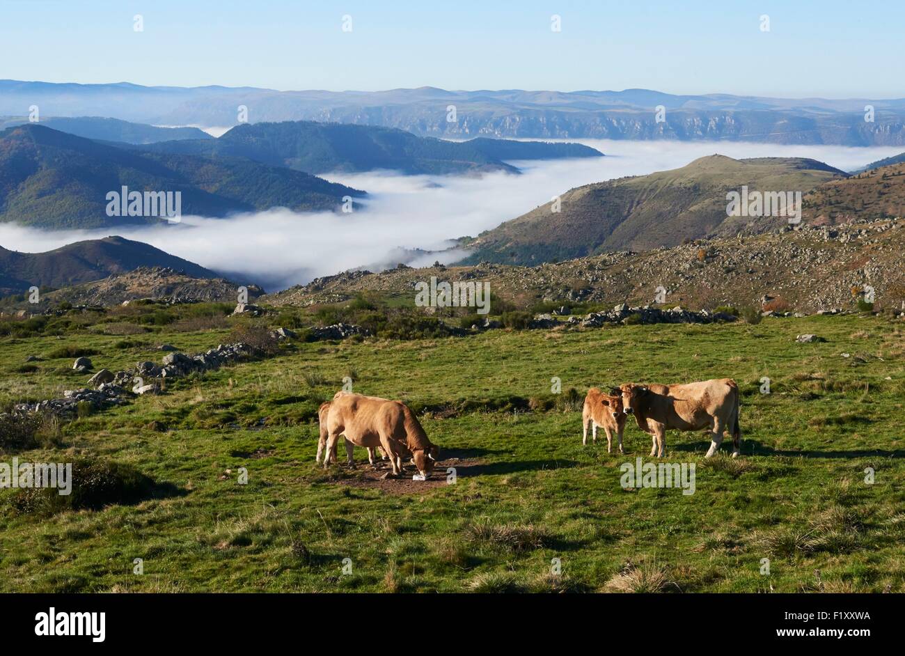 France, Lozere, the Causses and the Cevennes, Mediterranean agro ...