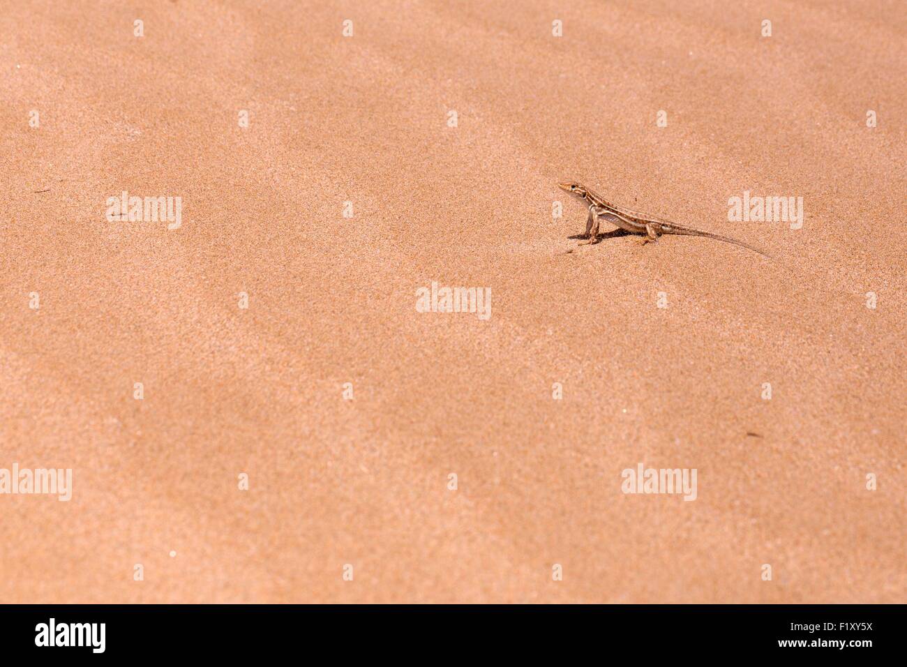 Morocco, Nador Lagoon, lizard (Acanthodactylus lineomaculatus Stock ...