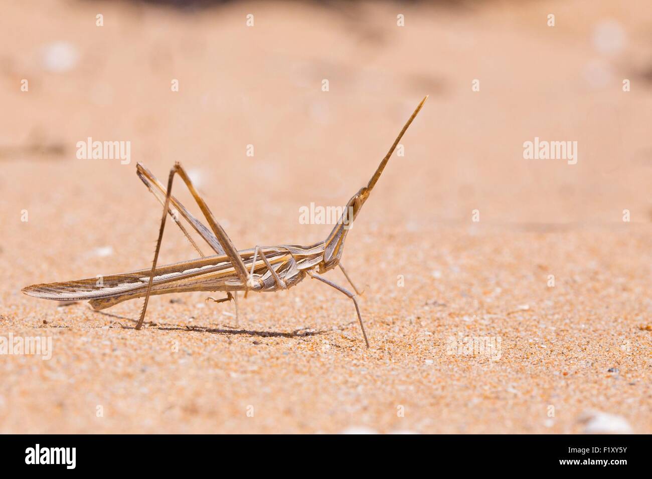 Morocco, Nador Lagoon, Locust long nose (Acrida ungarica mediterranea ...