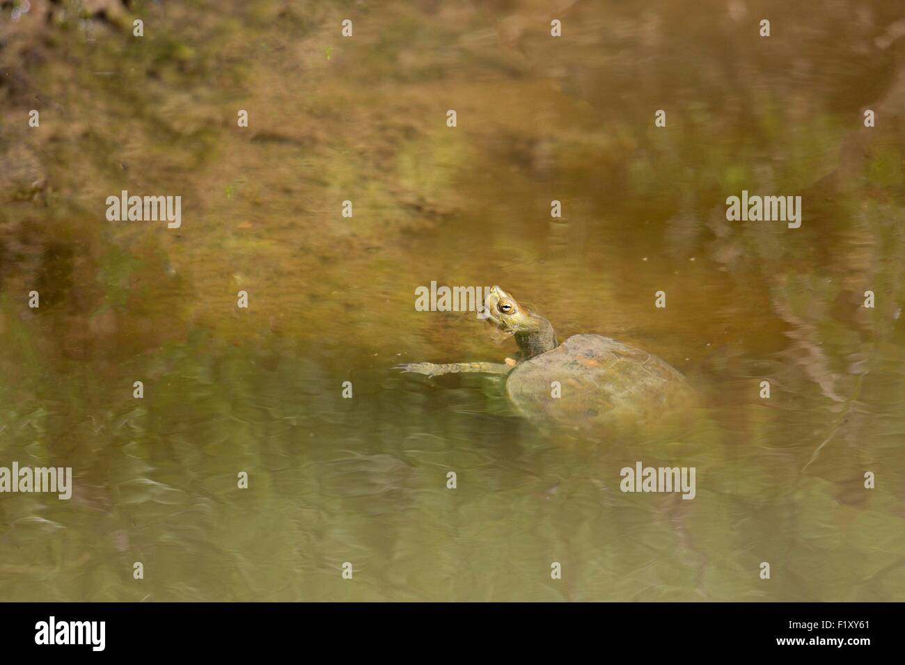 Morocco, Nador Lagoon, Leprous pond turtle (Mauremys leprosa Stock ...