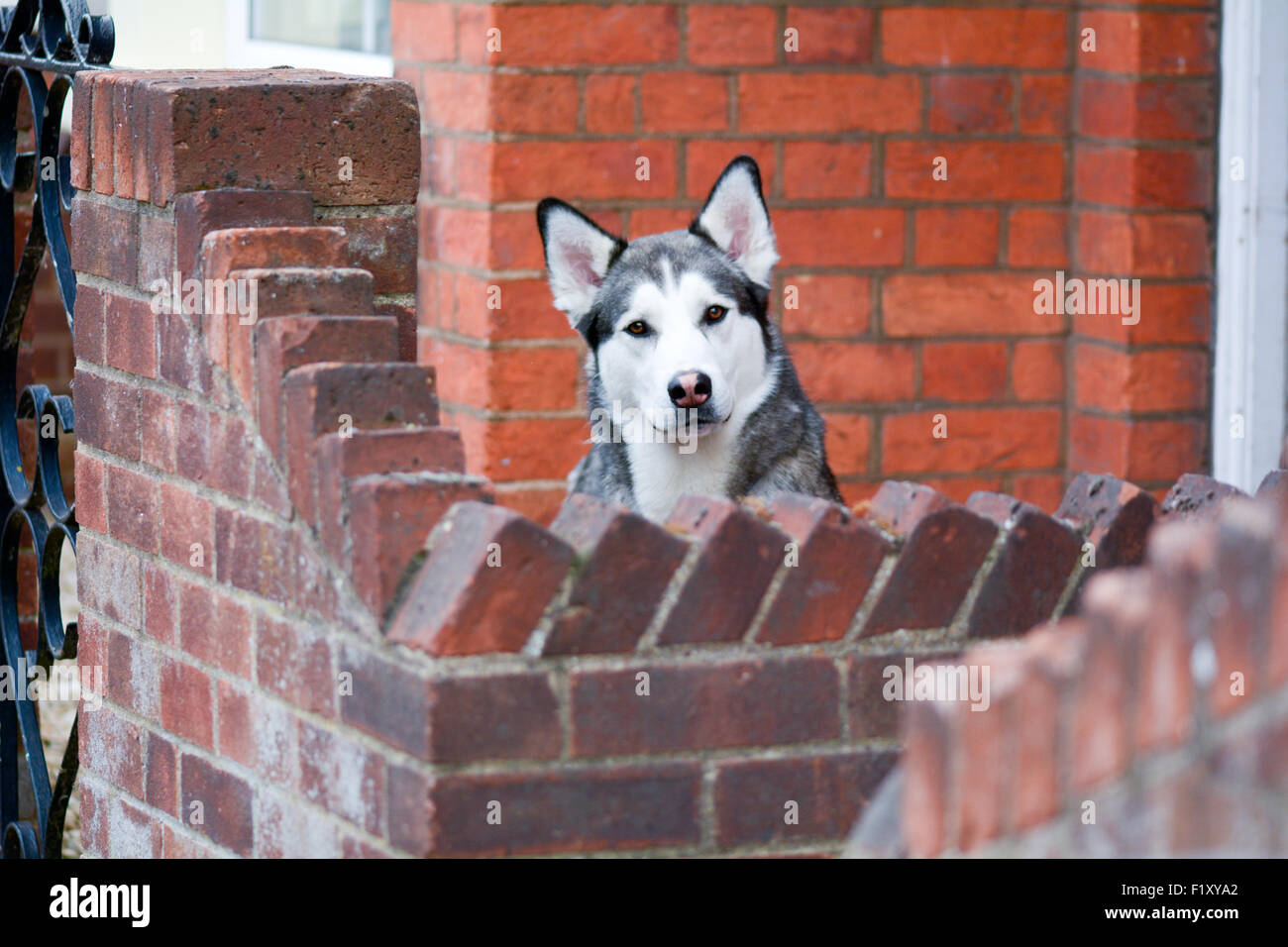 Looking over garden wall hi-res stock photography and images - Alamy