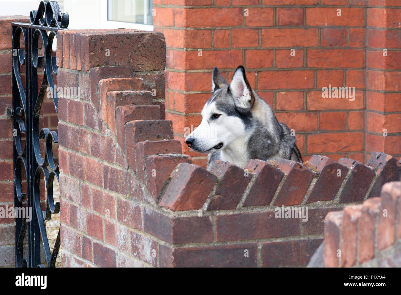 Malamute dog looking over garden wall Stock Photo - Alamy