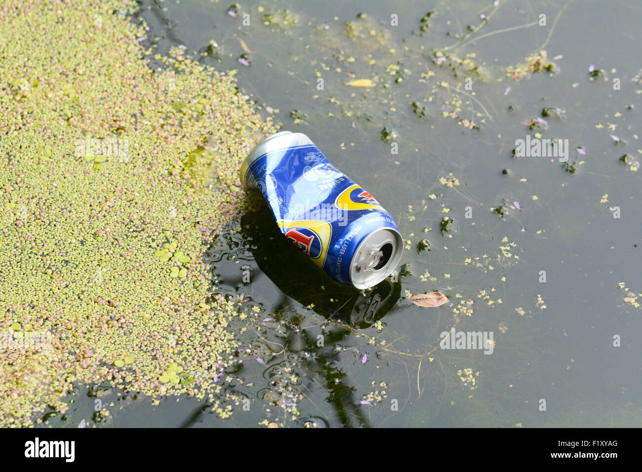 Discarded Foster's beer can floating on lake Stock Photo - Alamy