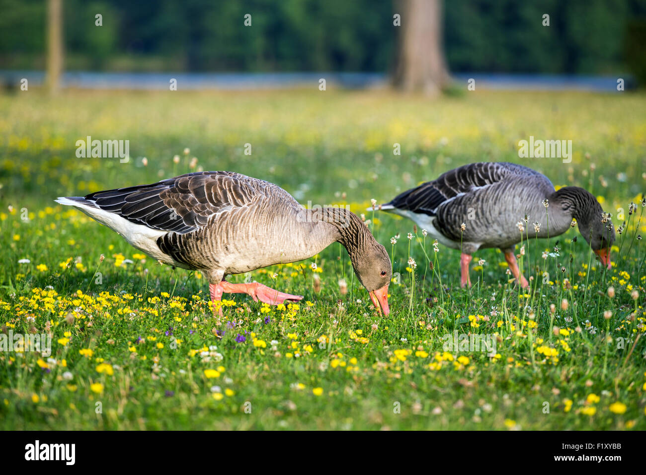 German duck breed hi-res stock photography and images - Alamy