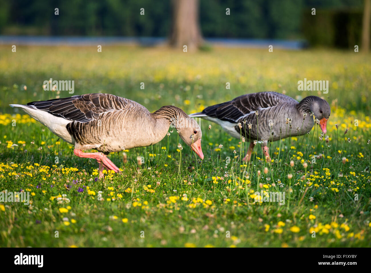 German duck breed hi-res stock photography and images - Alamy