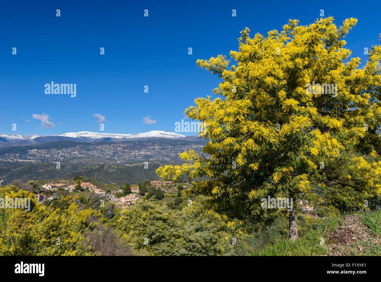 France, Var, Tanneron massif covered with mimosas, Tanneron village and ...