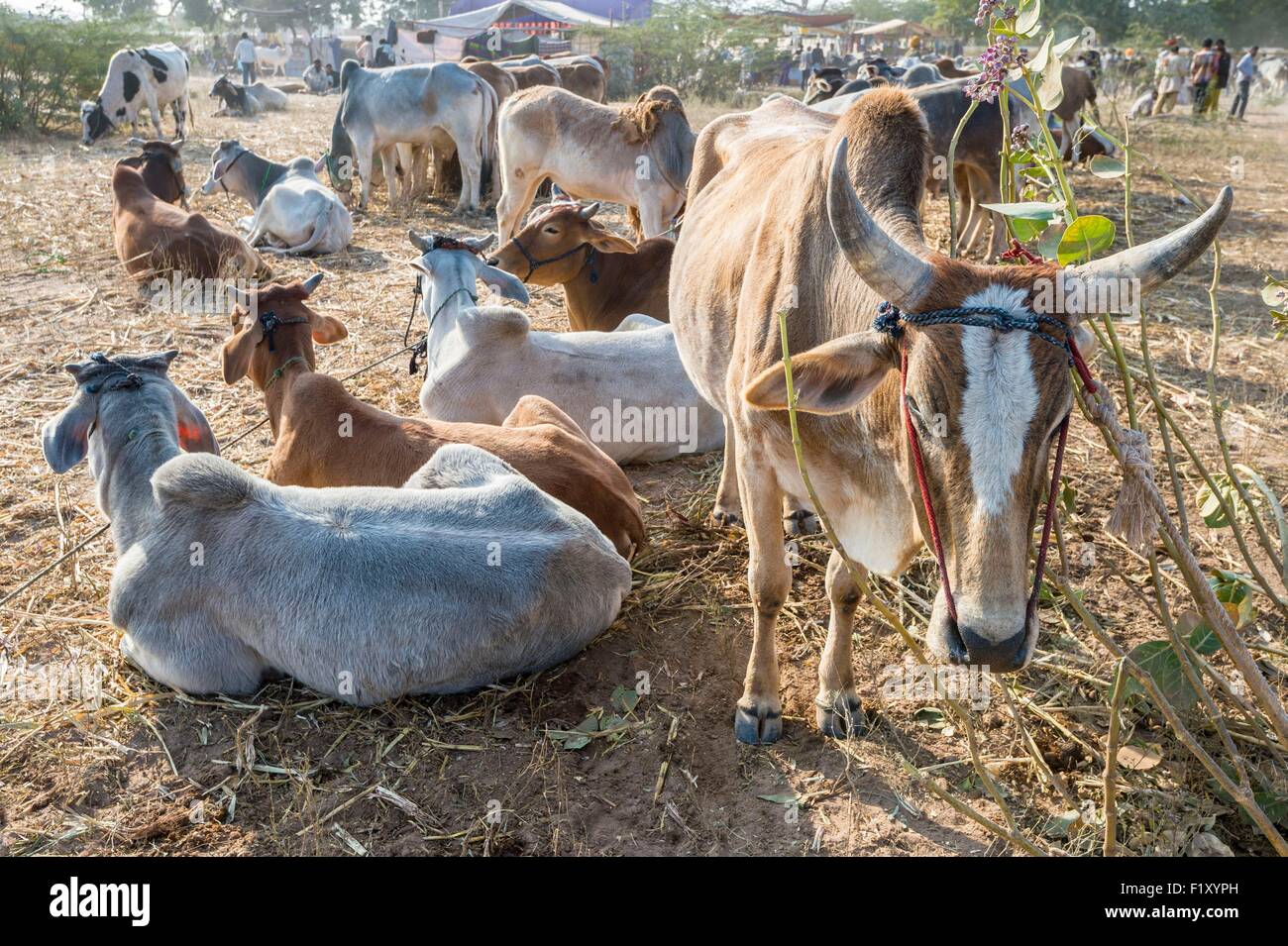 India, Rajasthan state, Nagaur, the Nagaur cattle fair is the largest ...