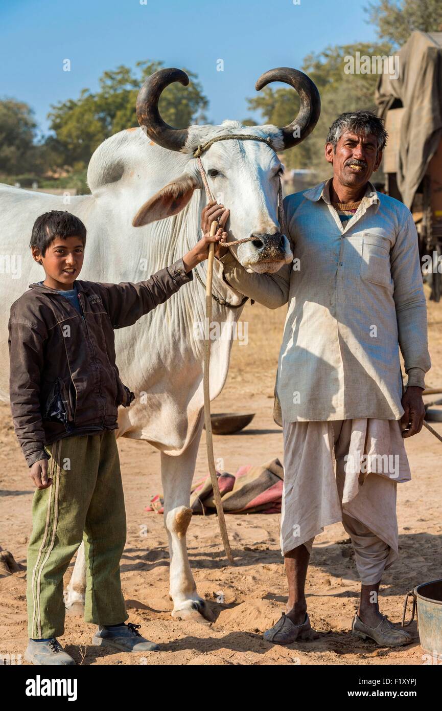 India, Rajasthan state, Nagaur, the Nagaur cattle fair is the largest ...