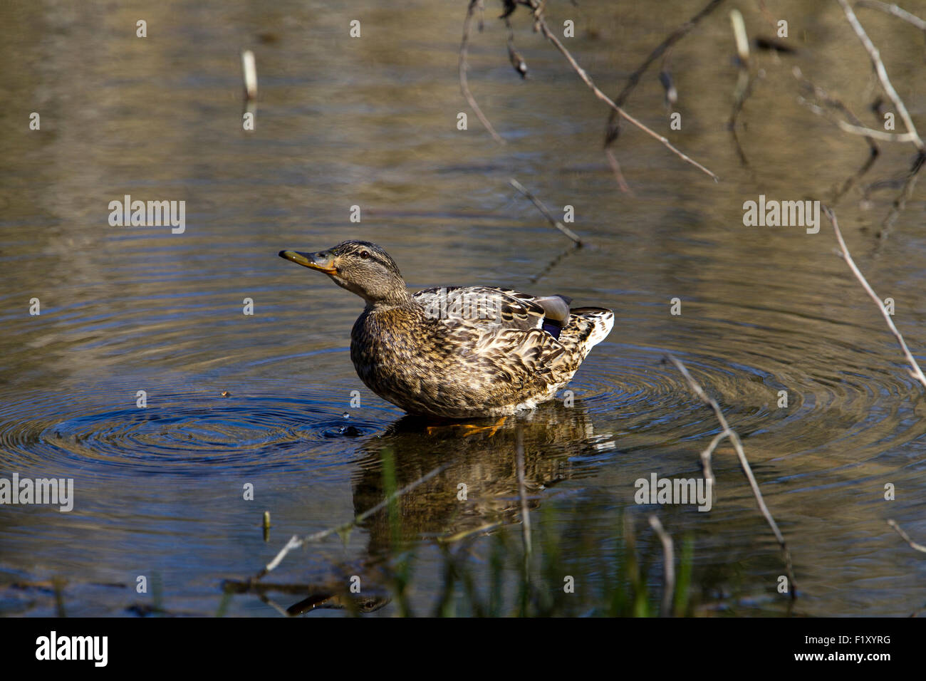 Mallard drinking water in a pond Stock Photo - Alamy
