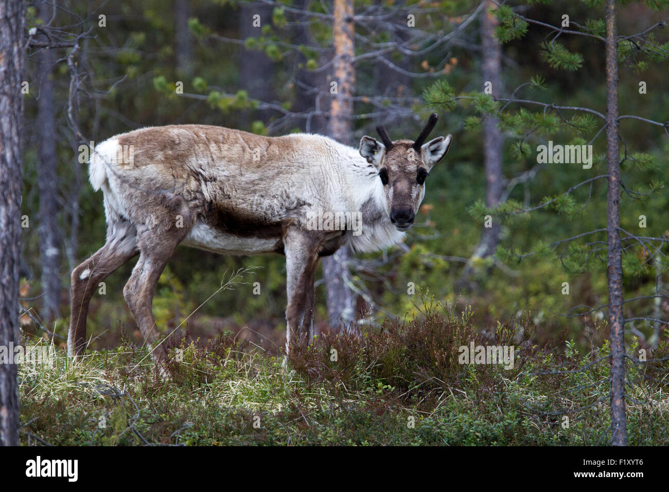 A reindeer standing and looking at photographer Stock Photo - Alamy